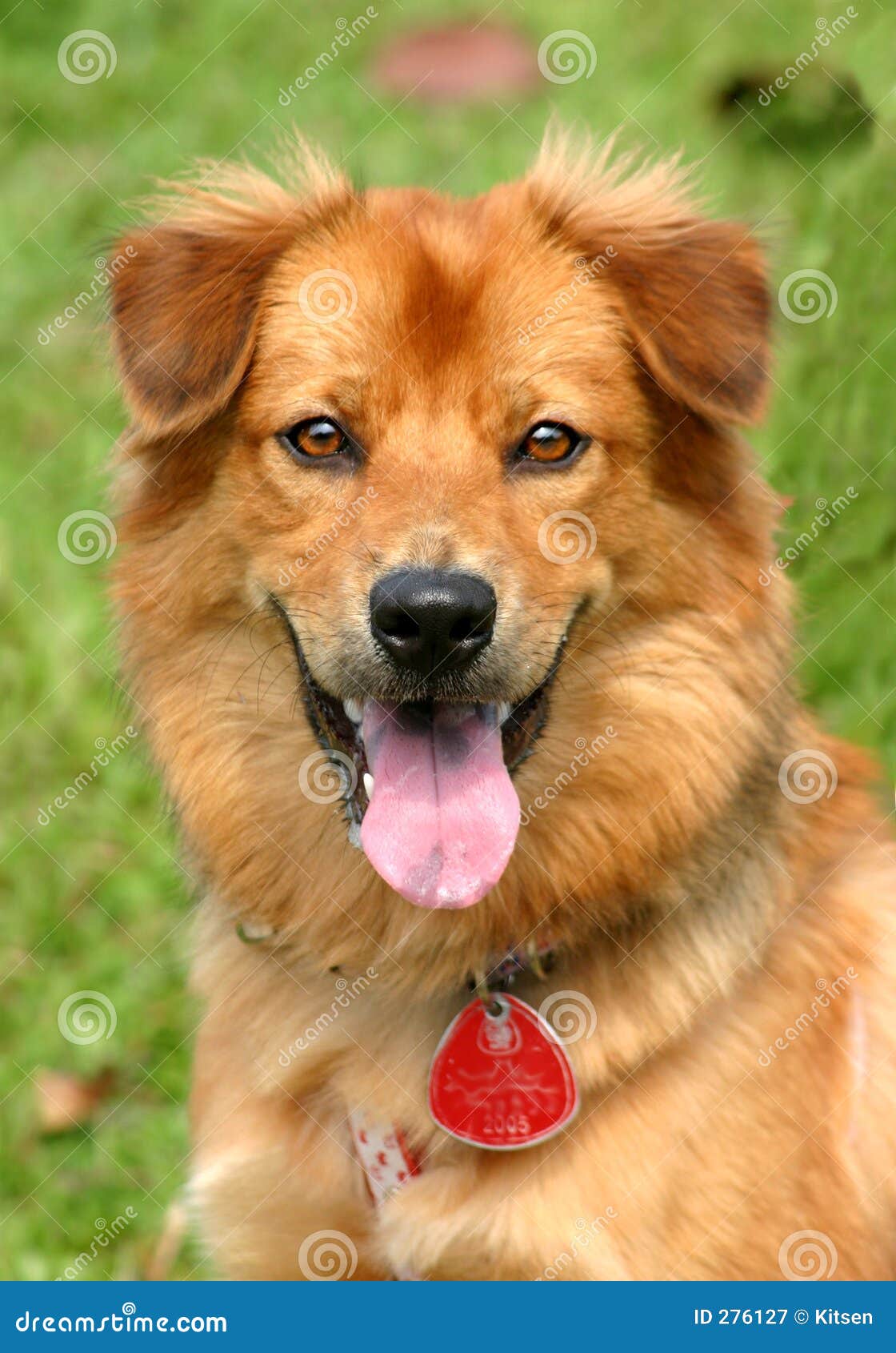Happy dog stock image. Image of golden, greet, cheerful - 276127