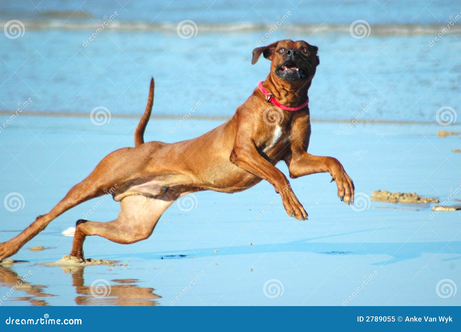 Happy dog stock image. Image of carnivore, activity, enjoy - 2789055