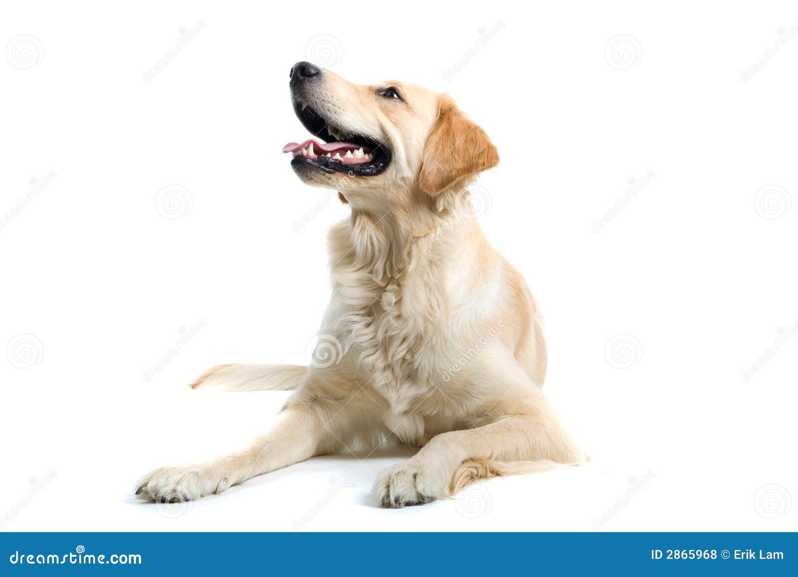 Happy dog stock photo. Image of cuddly, animal, sticking - 2865968