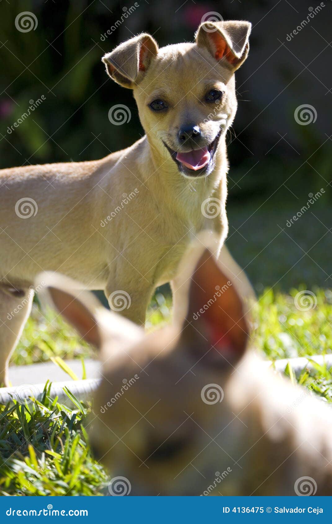 Happy dog stock image. Image of happiness, studio, shot - 4136475