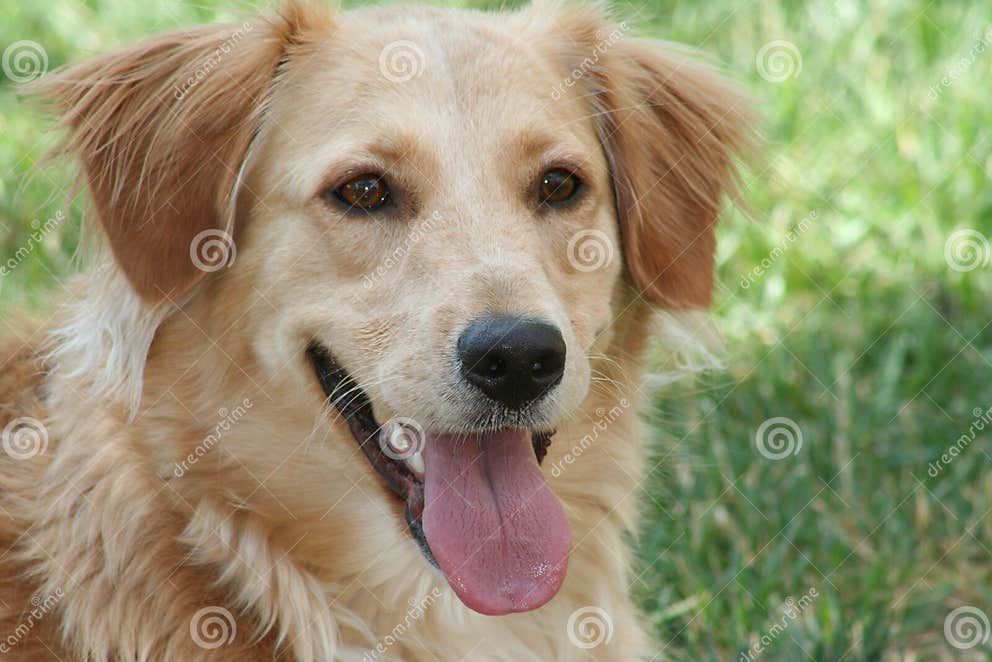Happy Dog stock photo. Image of cute, nature, smile, outside - 4822392