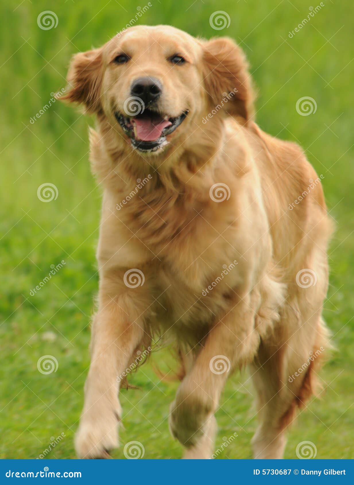 Happy Dog Royalty Free Stock Photography - Image: 5730687