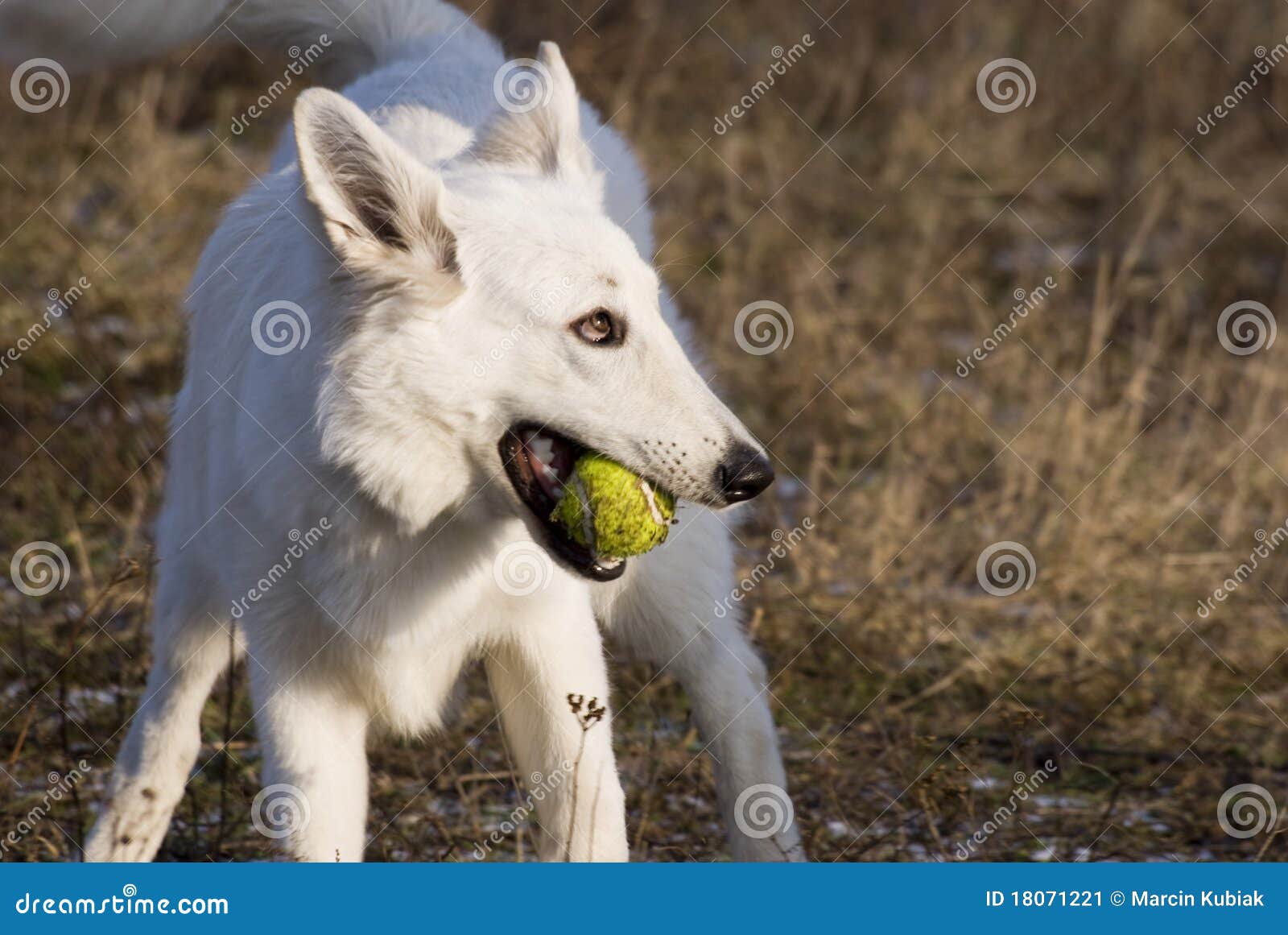 Happy dog with ball stock image. Image of scurry, ears - 18071221