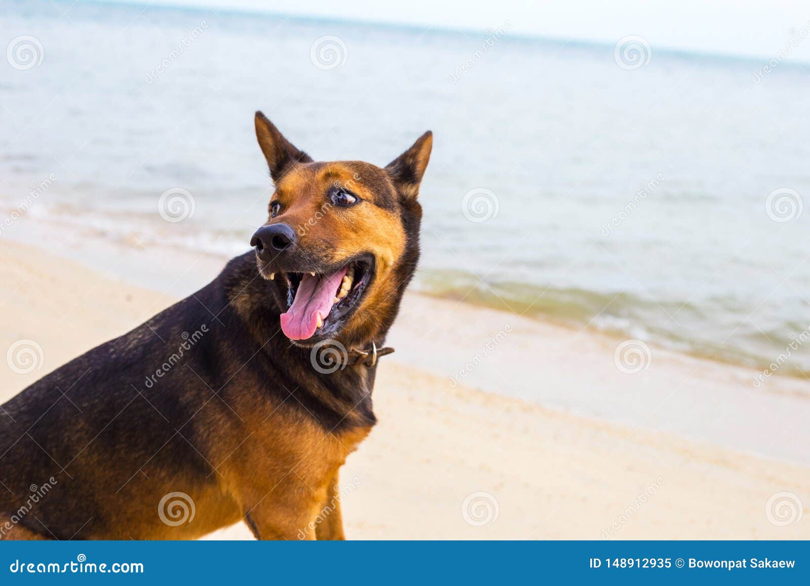 A happy dog on the beach stock image. Image of mountain - 148912935