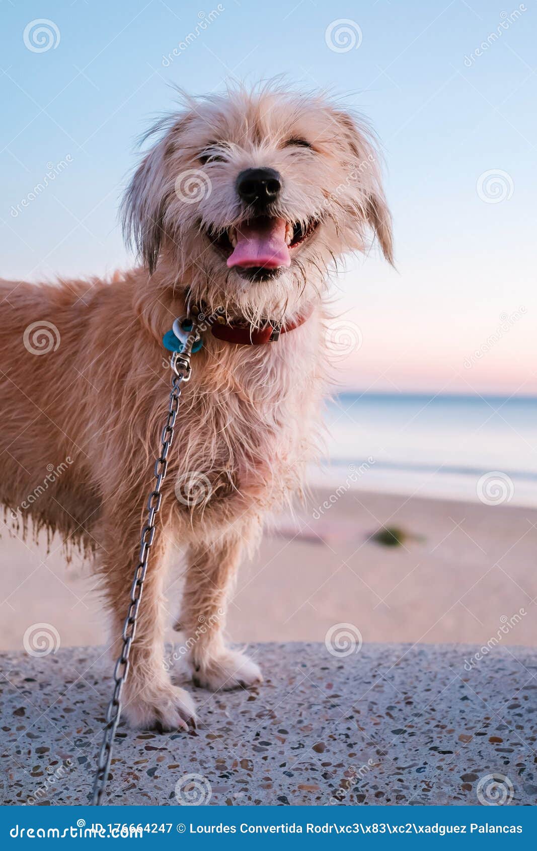 Happy dog on the beach stock image. Image of ocean, chill - 176664247