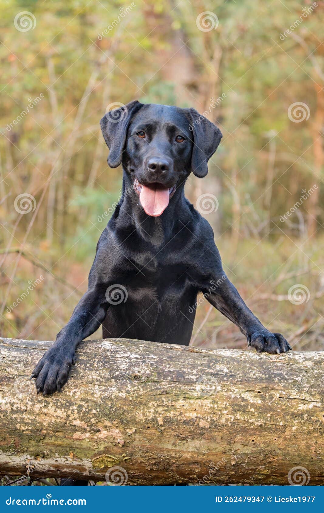 Happy dog stock image. Image of labrador, happydog, blacklabrador ...