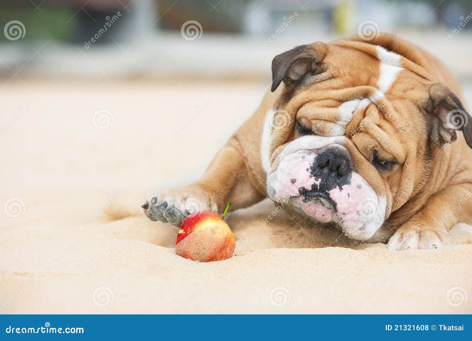 Happy Dog Bulldog Playing with Apple Stock Photo - Image of mouth ...