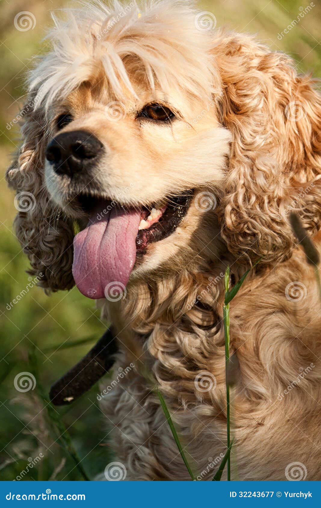 Happy dog stock image. Image of happiness, playful, spring - 32243677