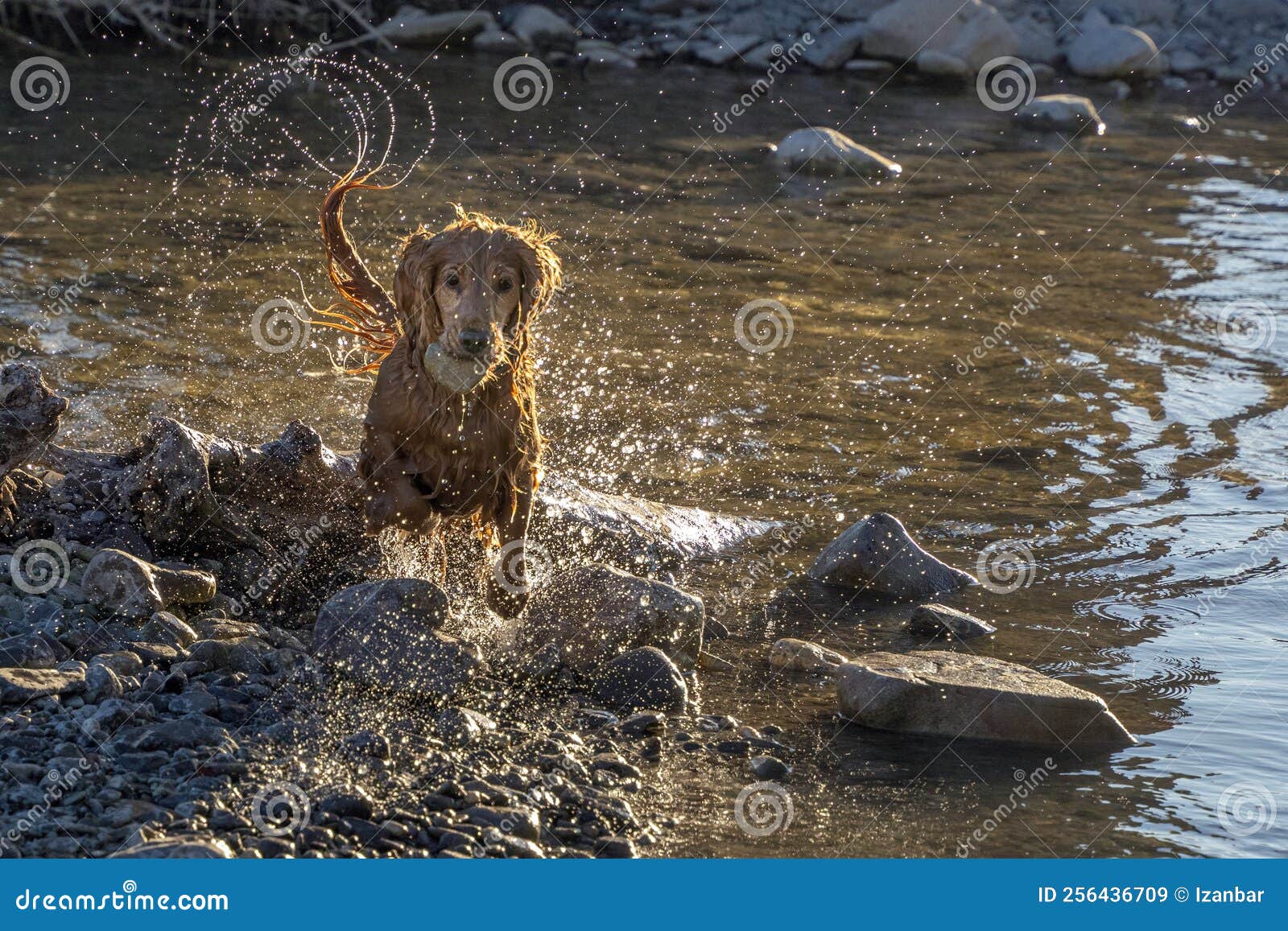 Happy Dog Cocker Spaniel Having Fun at the River Stock Image - Image of ...