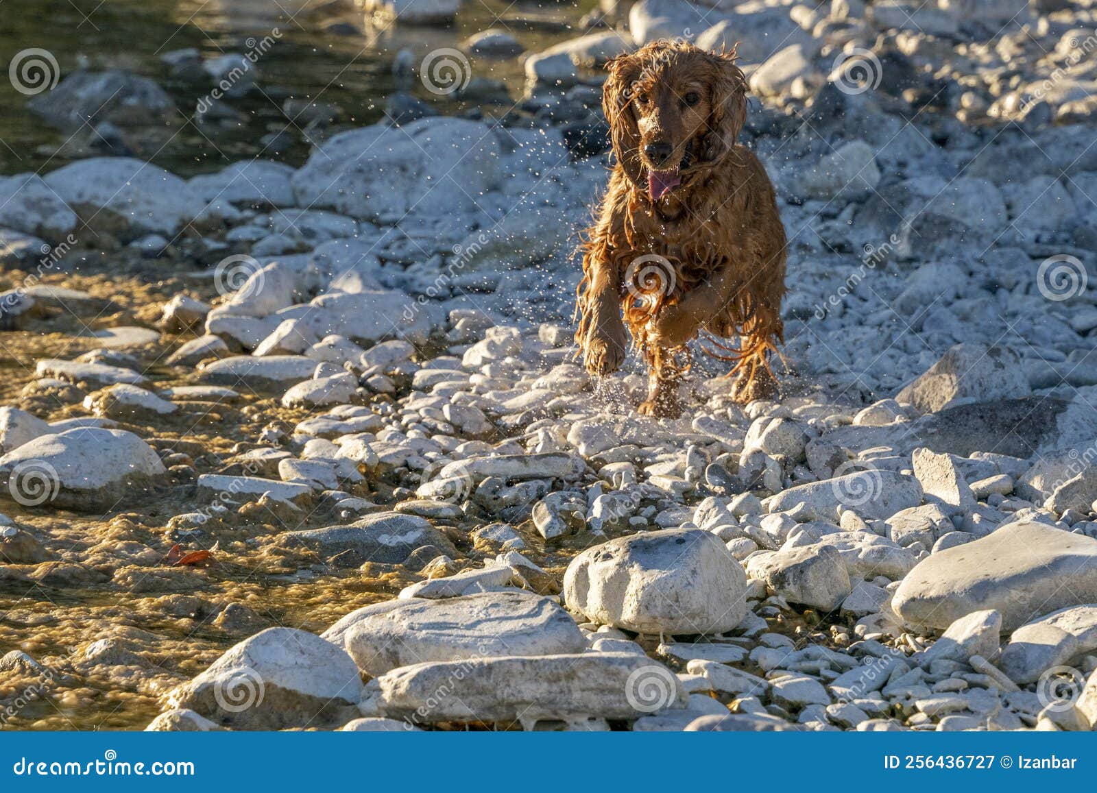 Happy Dog Cocker Spaniel Having Fun at the River Stock Image - Image of ...