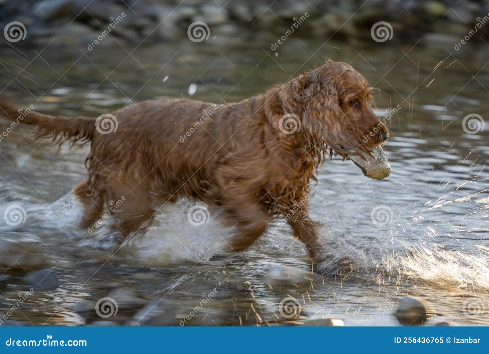 Happy Dog Cocker Spaniel Having Fun at the River Stock Image - Image of ...