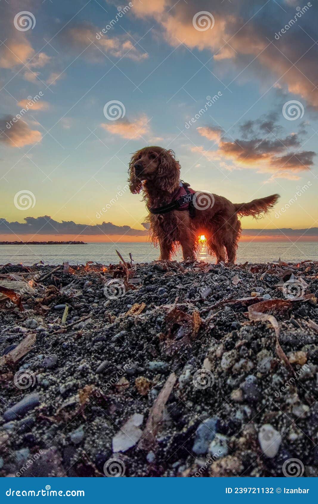 Happy Dog Cocker Spaniel Playing at the Beach at Sunset Stock Photo ...
