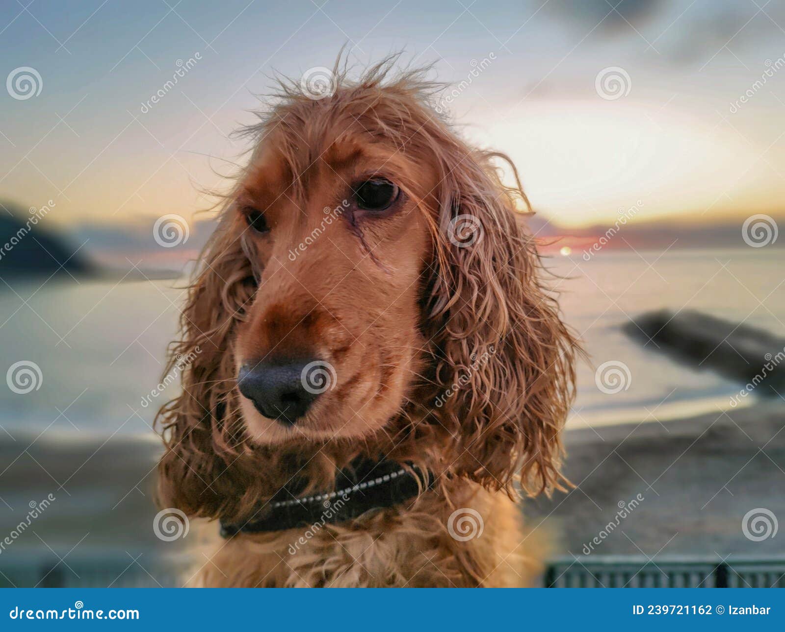 Happy Dog Cocker Spaniel Playing at the Beach at Sunset Stock Photo ...
