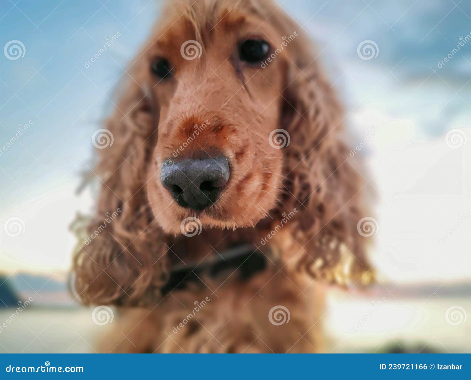 Happy Dog Cocker Spaniel Playing at the Beach at Sunset Stock Photo ...