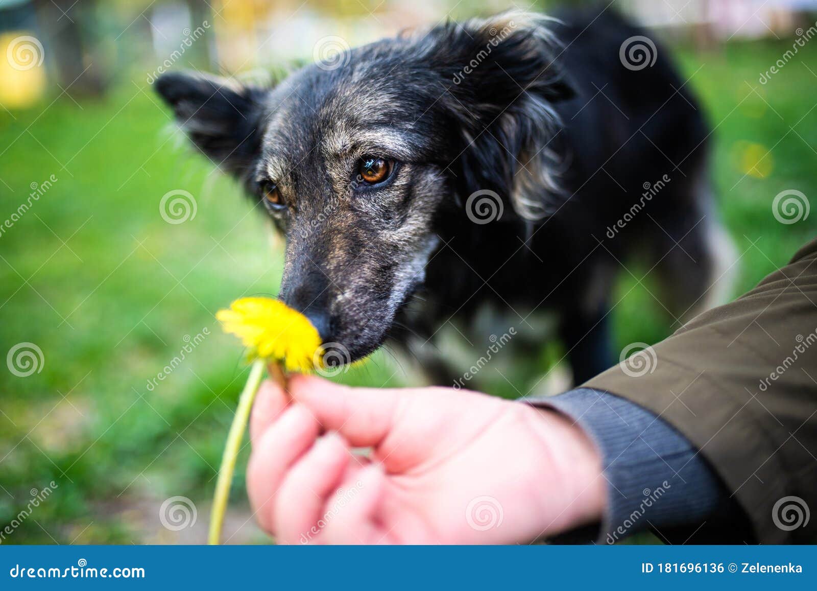 Happy Dog with a Dandelion on the Green Grass Stock Photo - Image of ...