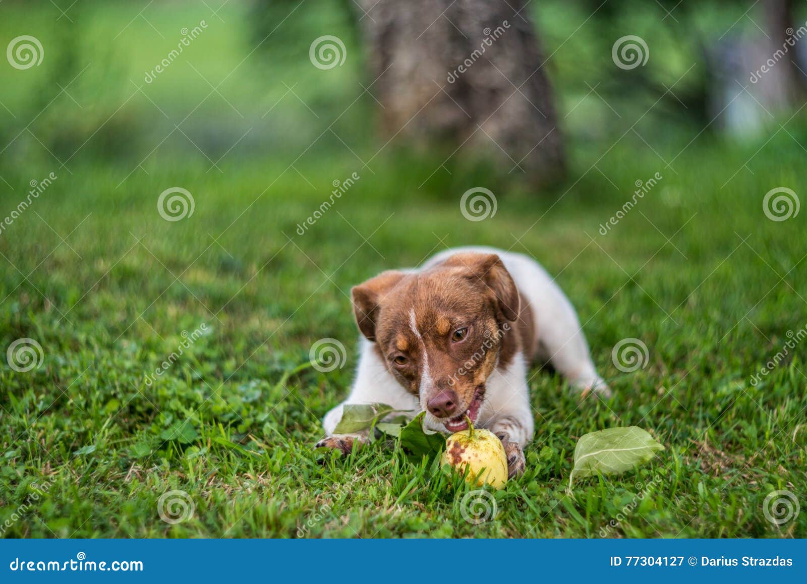 Happy Dog Eating Apple on Short Grass Stock Image - Image of grass ...