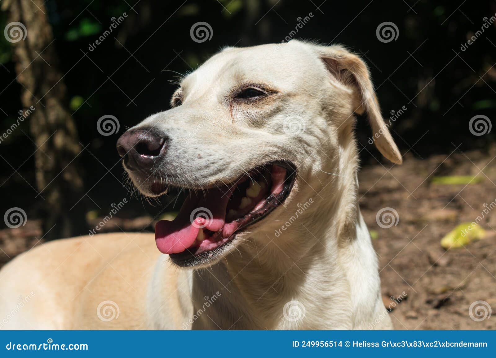 Happy Dog Enjoying the Sun in Nature Stock Photo - Image of smile, park ...