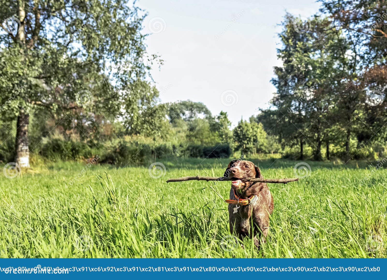 A Happy Dog Fetching a Big Stick Stock Image - Image of field, cheerful ...