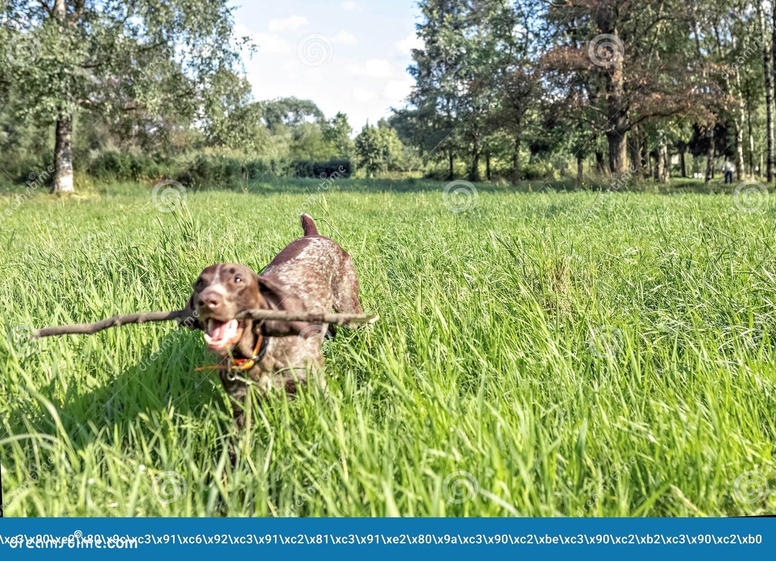 A Happy Dog Fetching a Big Stick Stock Photo - Image of happiness ...