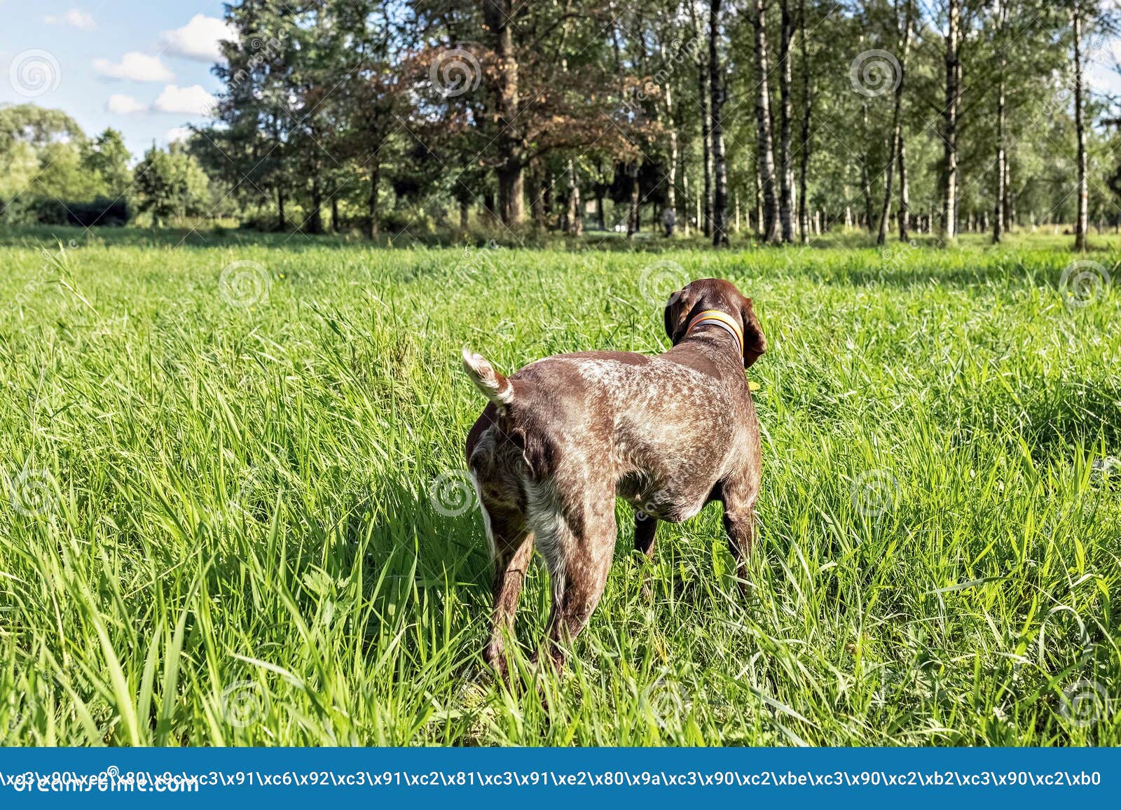 A Happy Dog Fetching a Big Stick Stock Image - Image of loyal, mammal ...