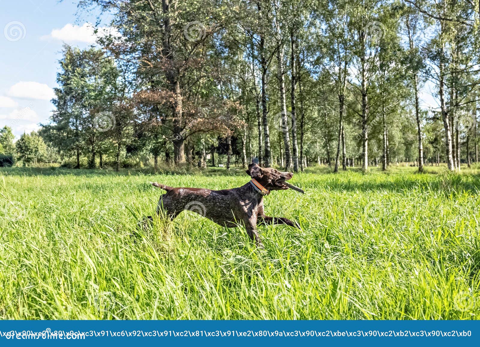 A Happy Dog Fetching a Big Stick Stock Photo - Image of loyalty, green ...