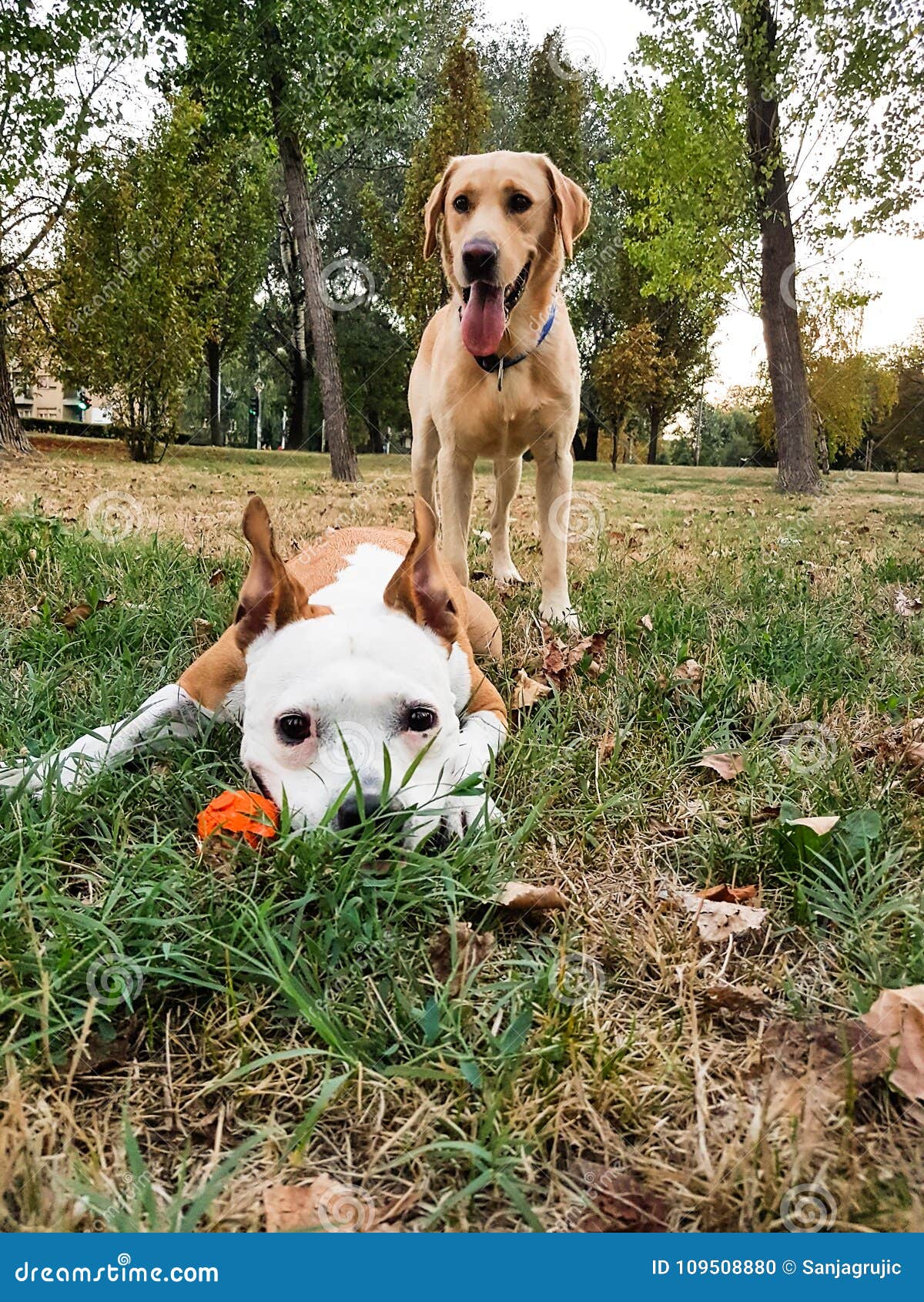 Happy dog friends stock photo. Image of mouth, animal - 109508880