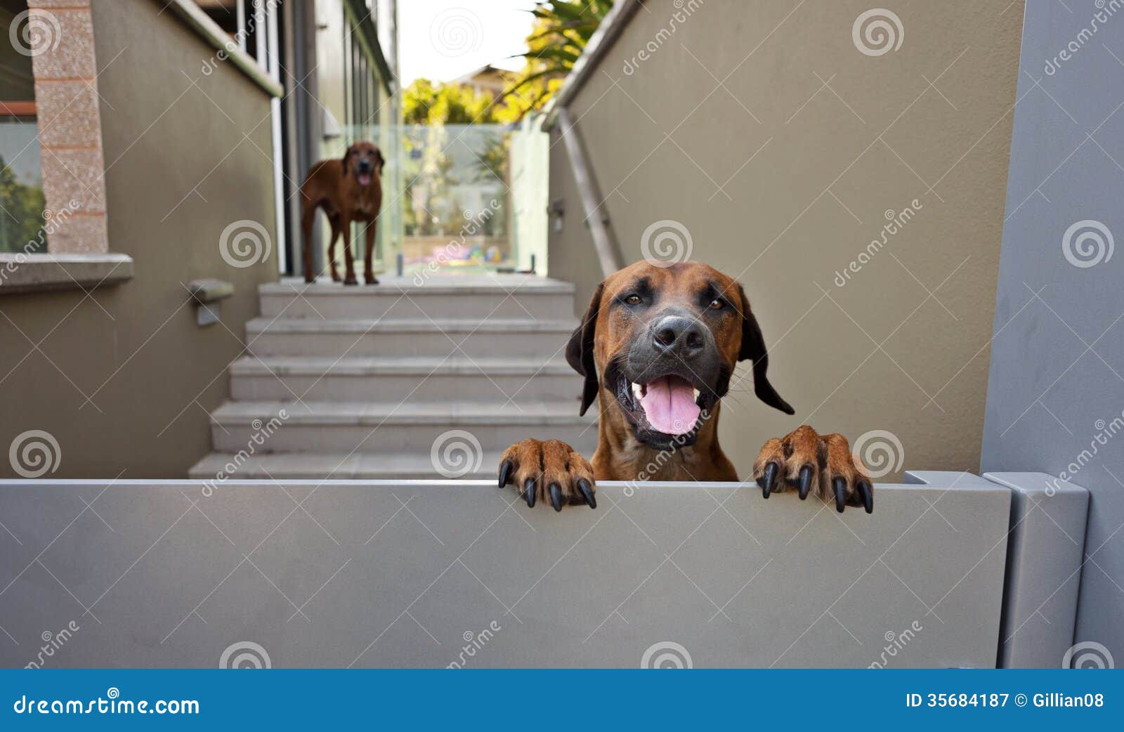 Happy dog at gate stock image. Image of security, animal - 35684187