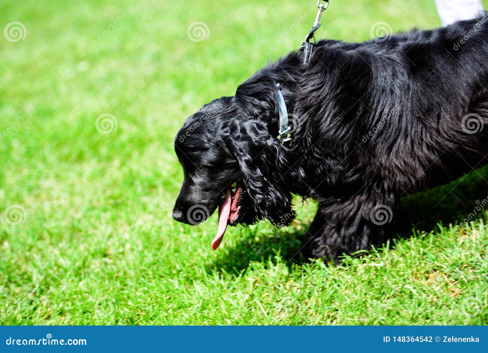 Happy dog on green grass stock photo. Image of friendly - 148364542