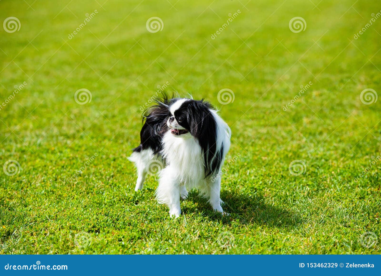 Happy Dog on green grass stock image. Image of breed - 153462329