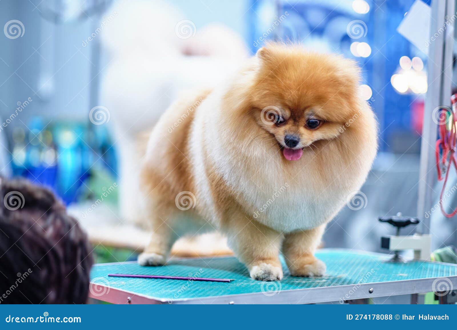 Happy Dog after Grooming on the Table. Pomeranian, Spitz Stock Photo ...
