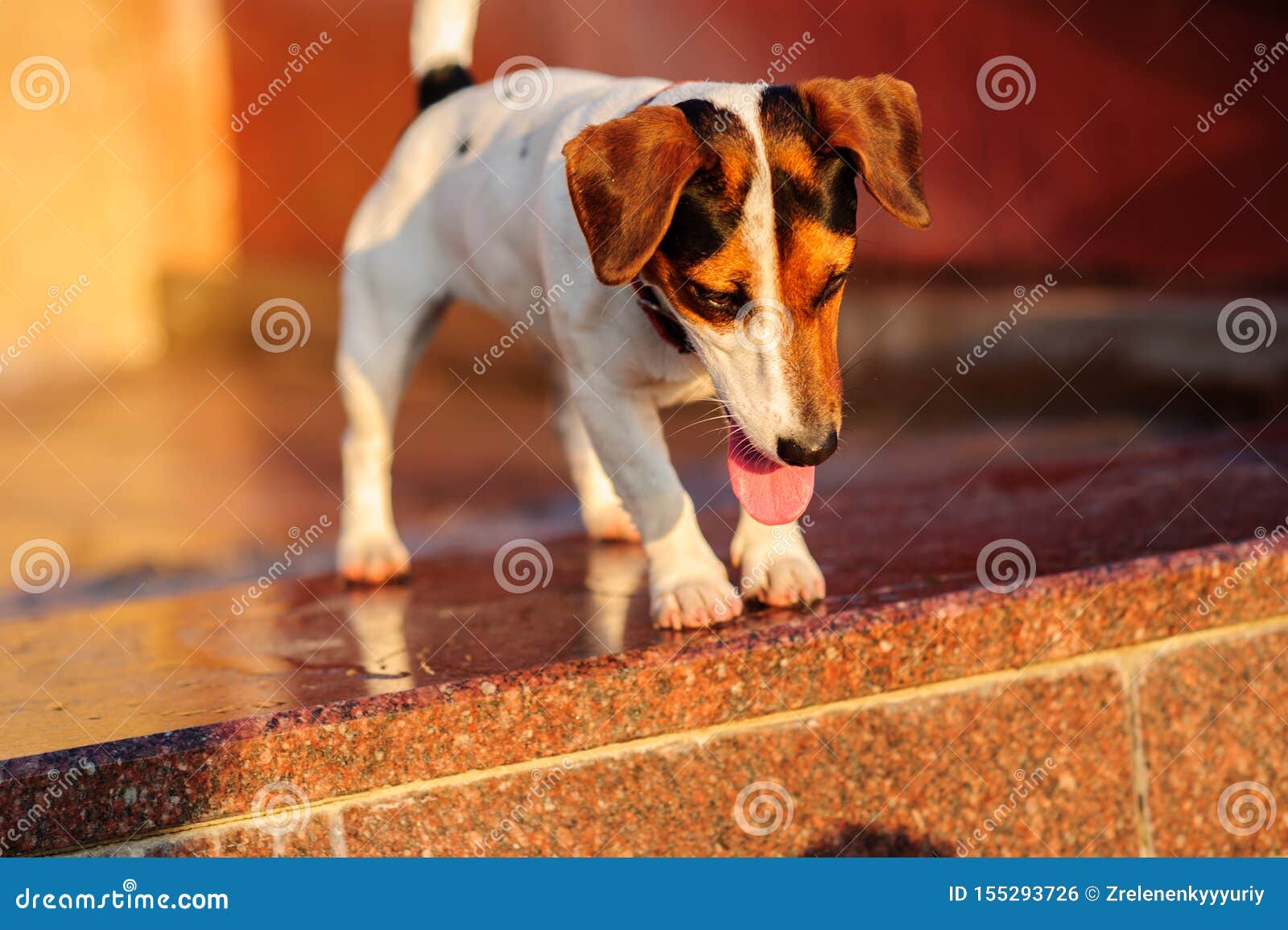 Happy Dog Have a Fun. Evening Stock Photo - Image of leisure, beauty ...