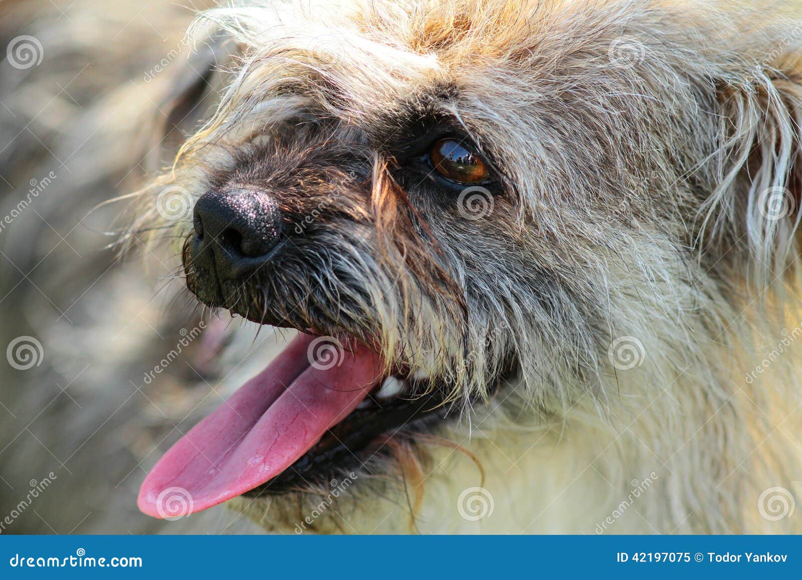 Happy dog head close up stock image. Image of facial - 42197075