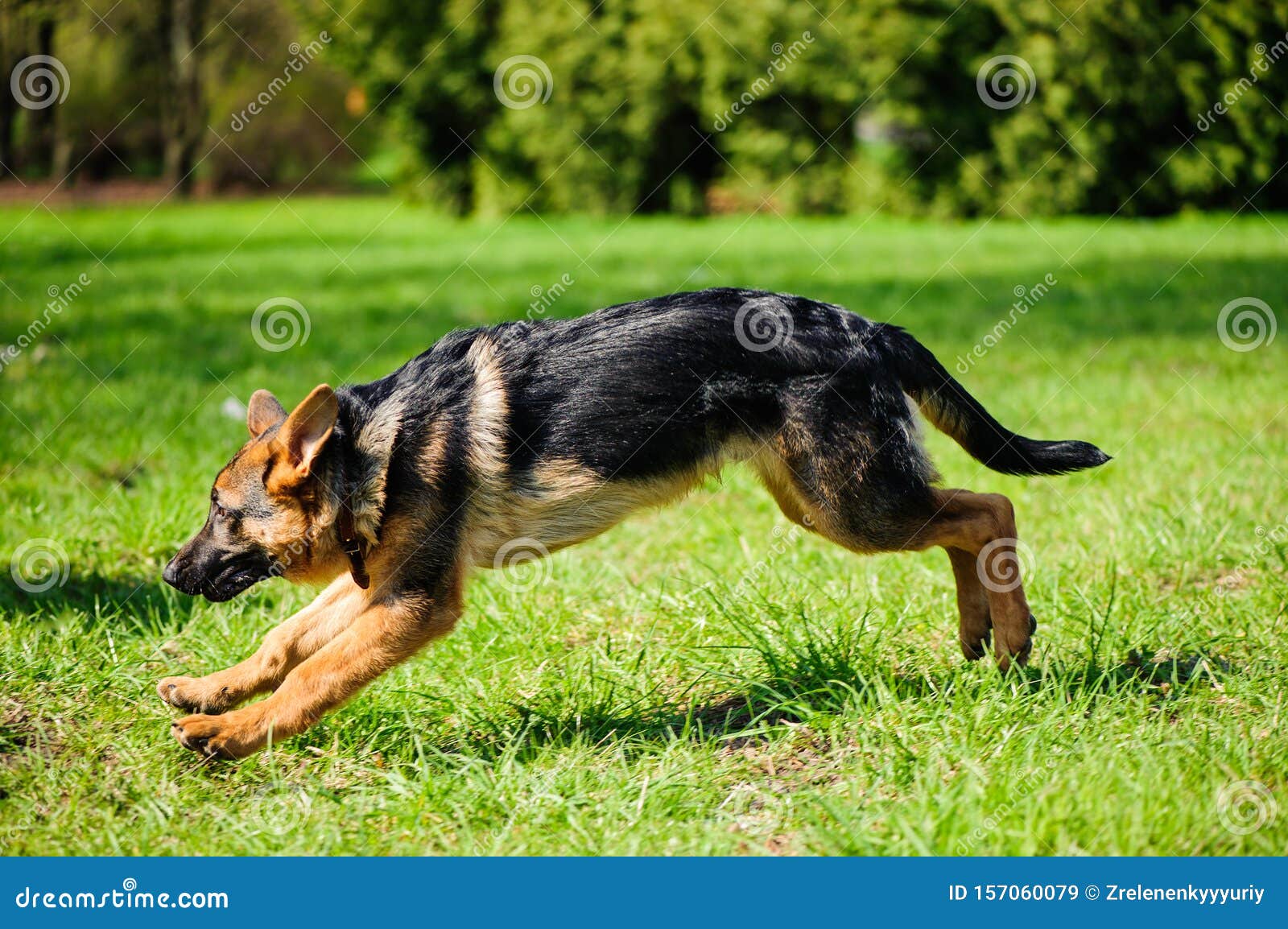 Happy Dog Joyfully Running on a Green Grass Stock Image - Image of ...