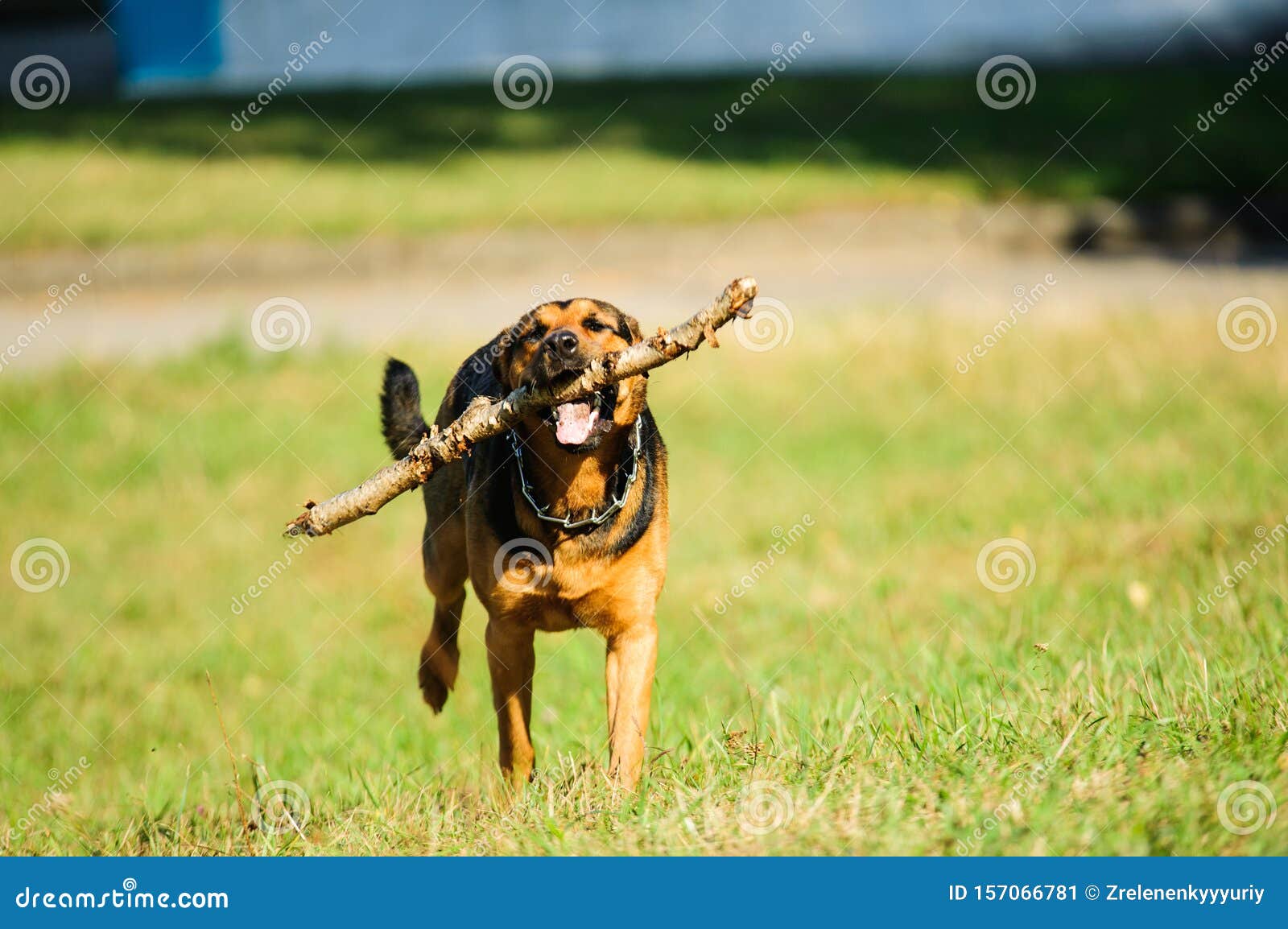 Happy Dog Joyfully Running on a Green Grass Stock Image - Image of ...