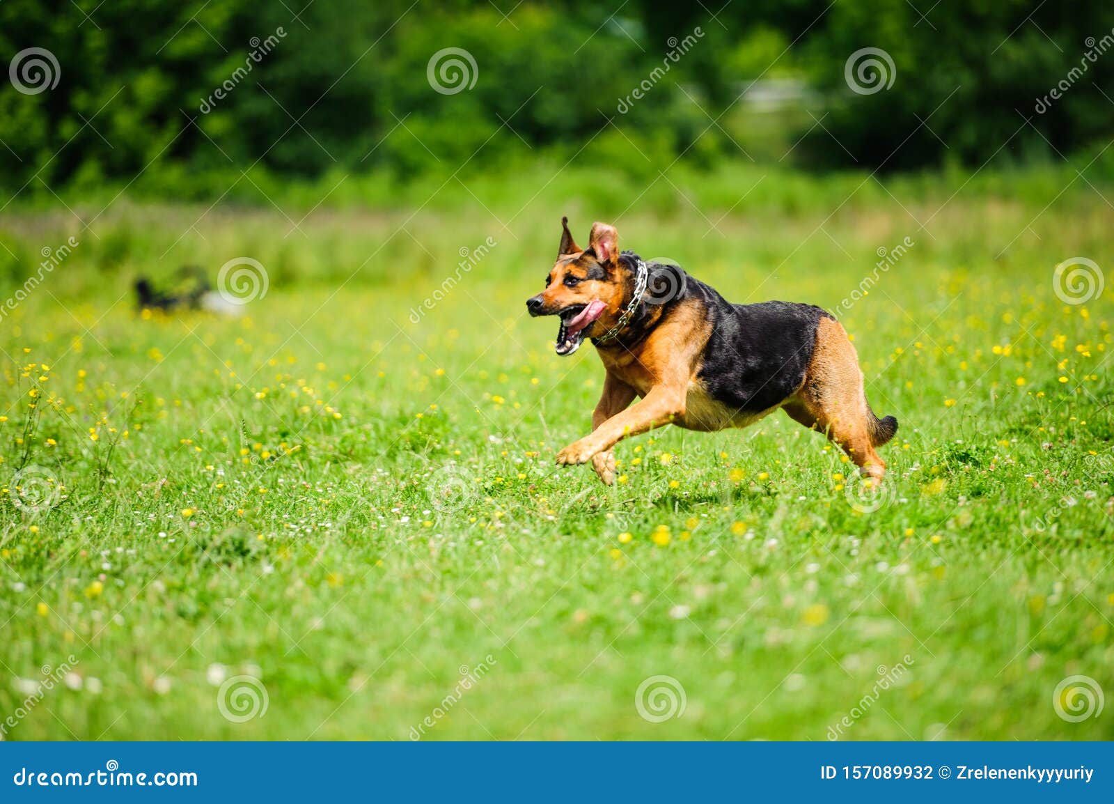 Happy Dog Joyfully Running on a Green Grass Stock Photo - Image of ...