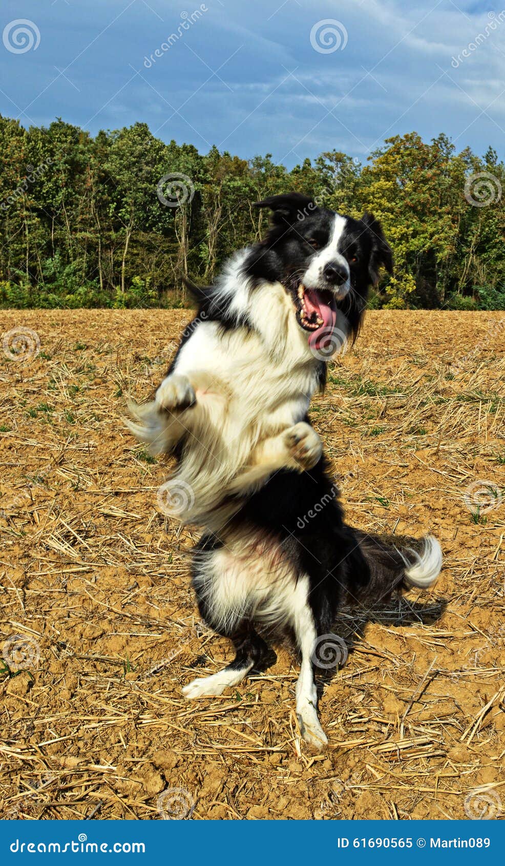 Happy dog stock image. Image of happy, motion, running - 61690565