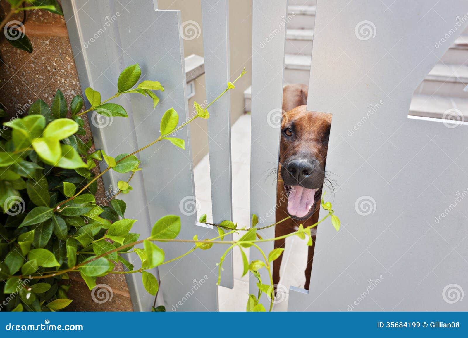 Happy Dog Looking through Gate Stock Image - Image of animal, fence ...