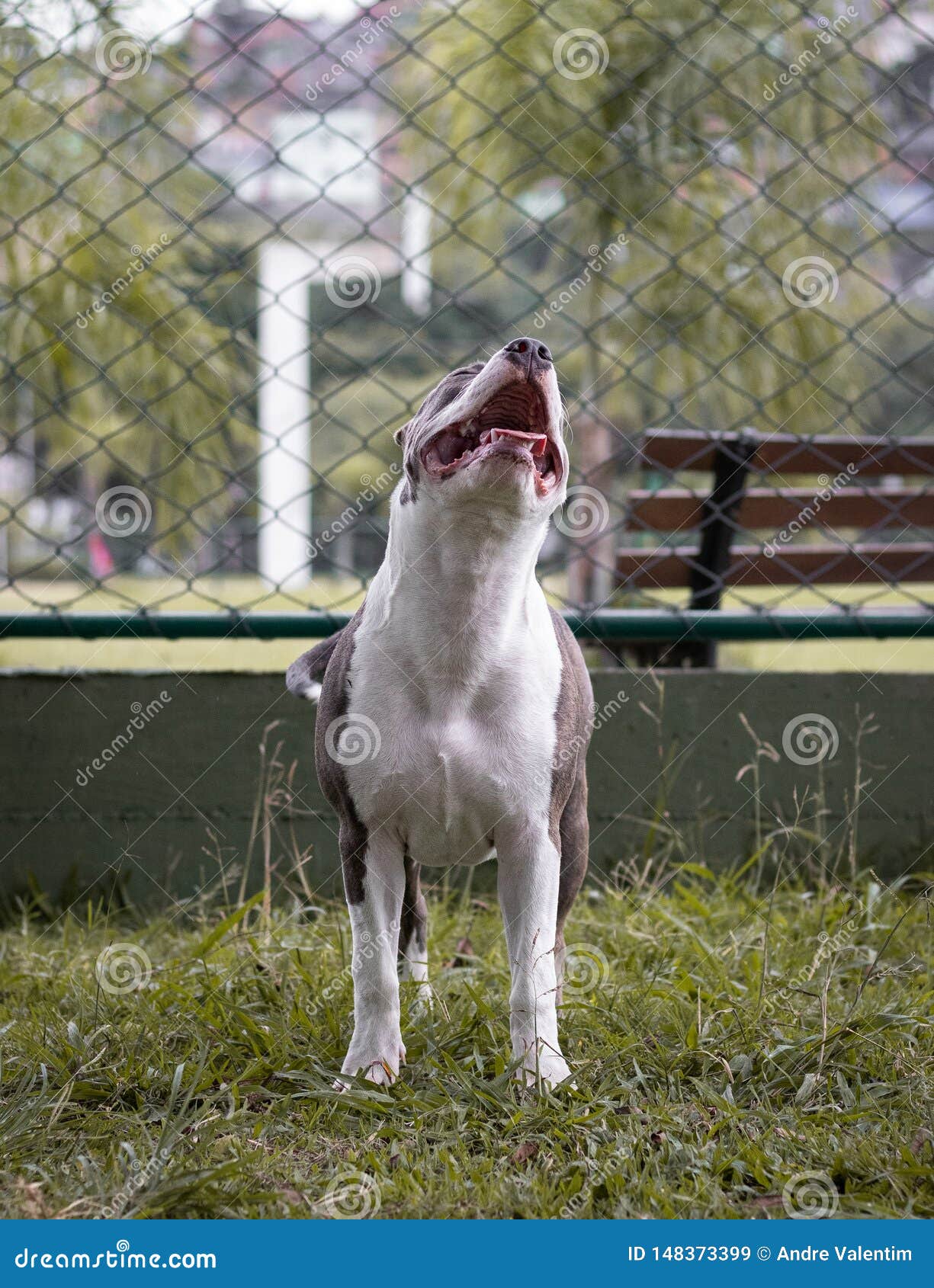 Happy Dog Looking at the Sky Stock Image - Image of kitty, kitten ...