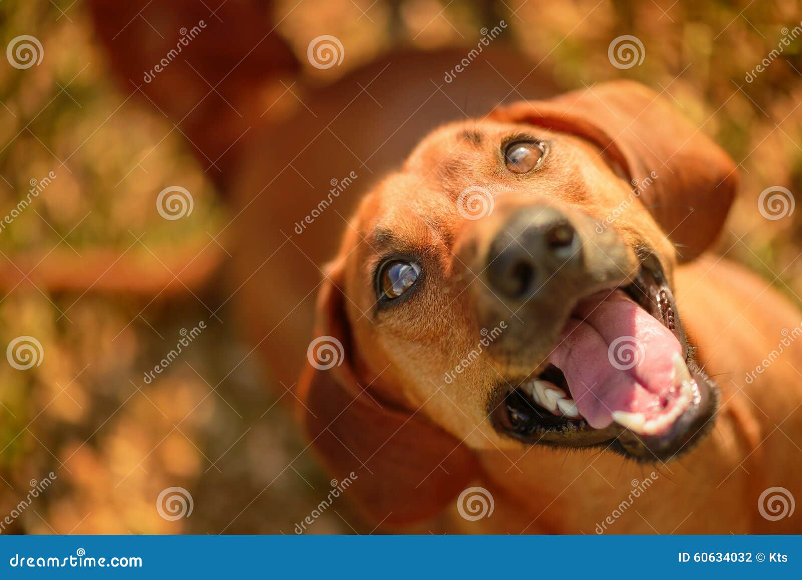 Happy Dog stock photo. Image of playful, cheerful, nose - 60634032