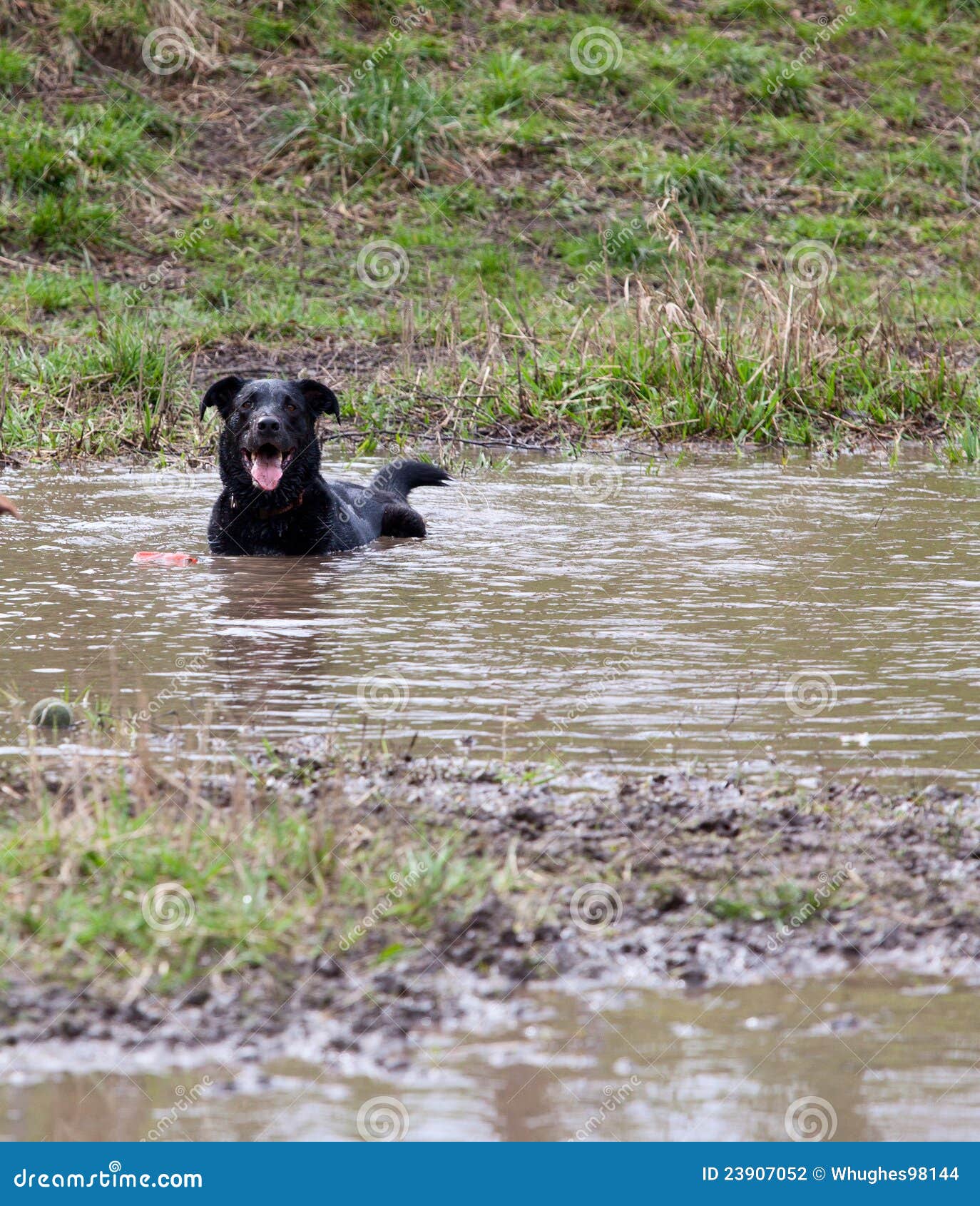 Happy dog in a mud hole stock photo. Image of happy, snarl - 23907052
