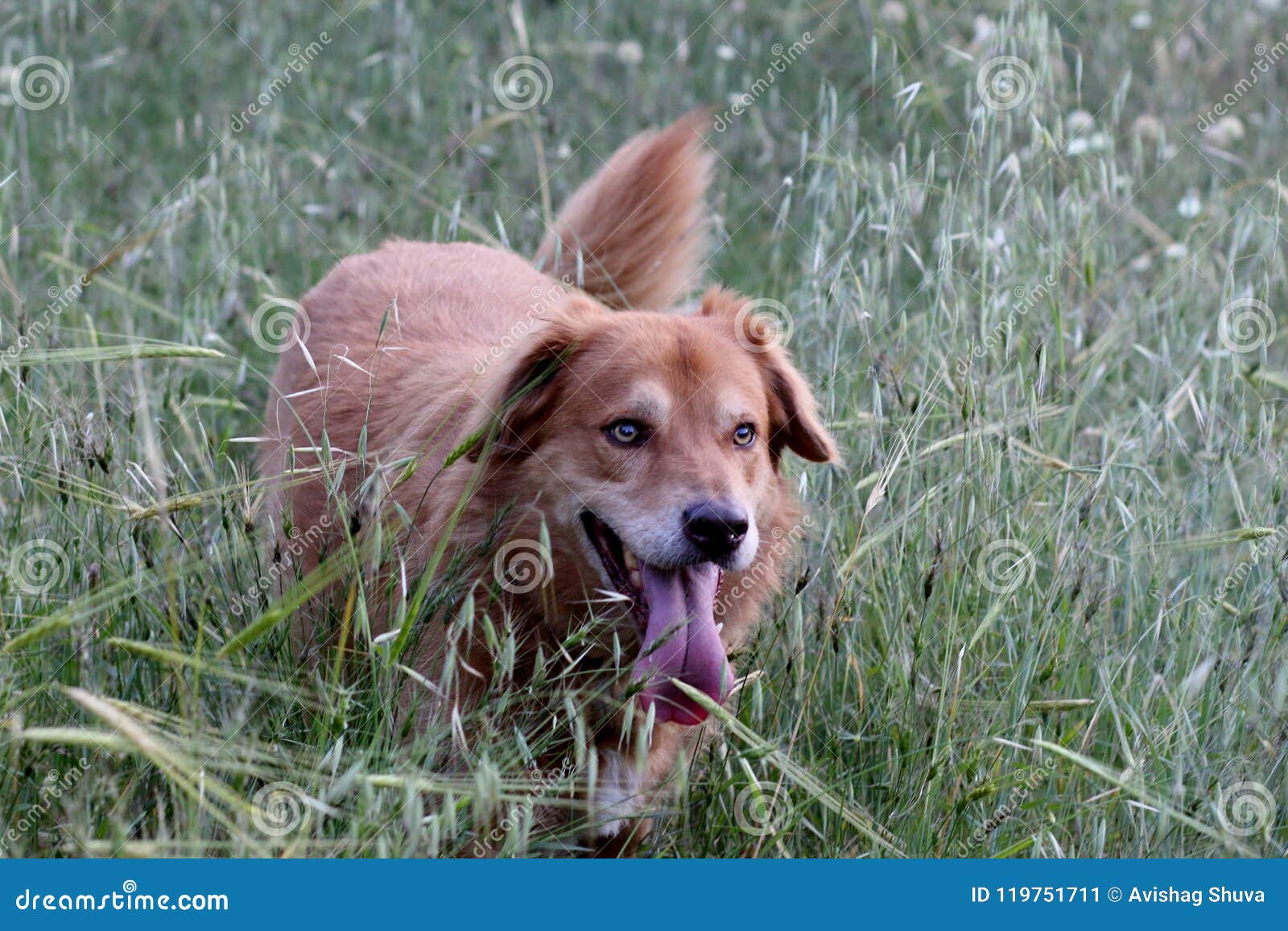 A Happy Dog on a Nature Walk Stock Image - Image of nature, grass ...