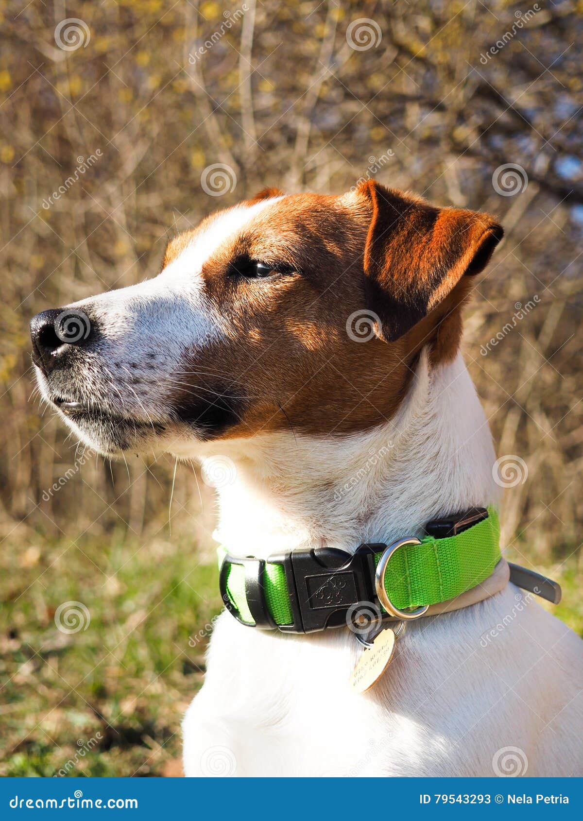 Happy dog stock image. Image of lawn, standing, cute - 79543293