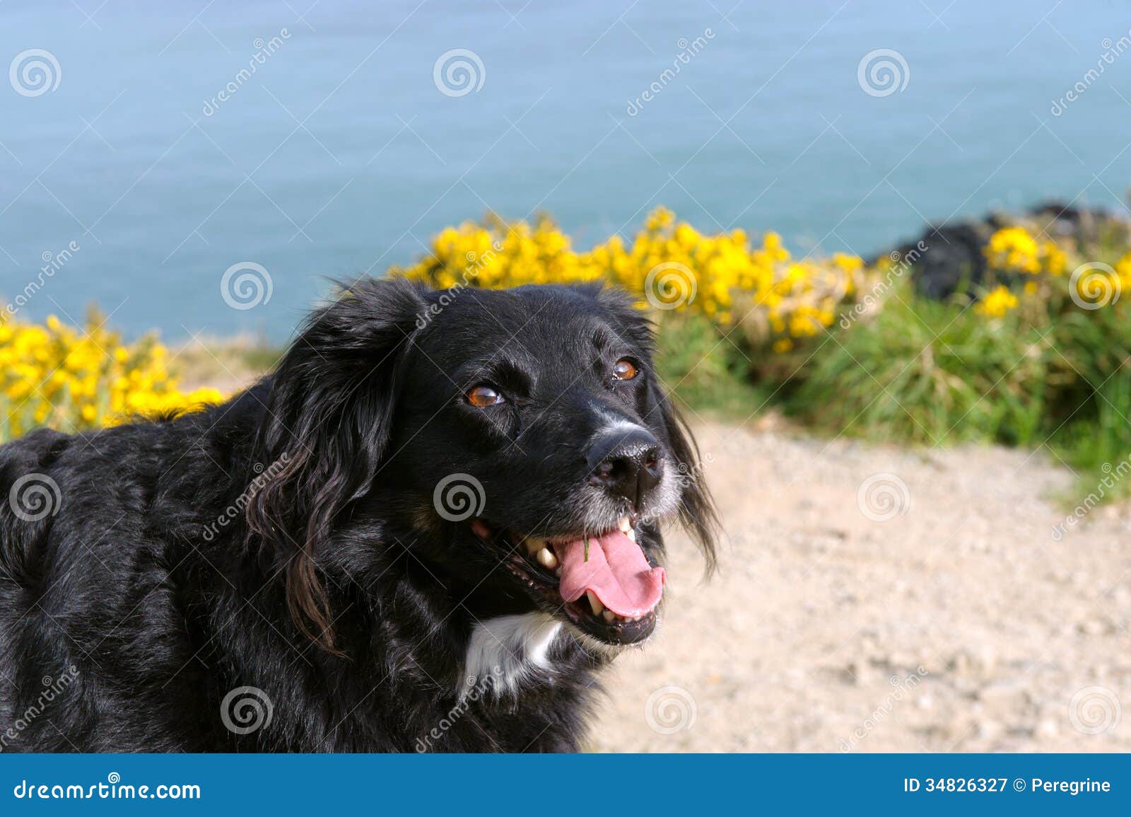 Happy dog in outside stock image. Image of flowers, colors - 34826327