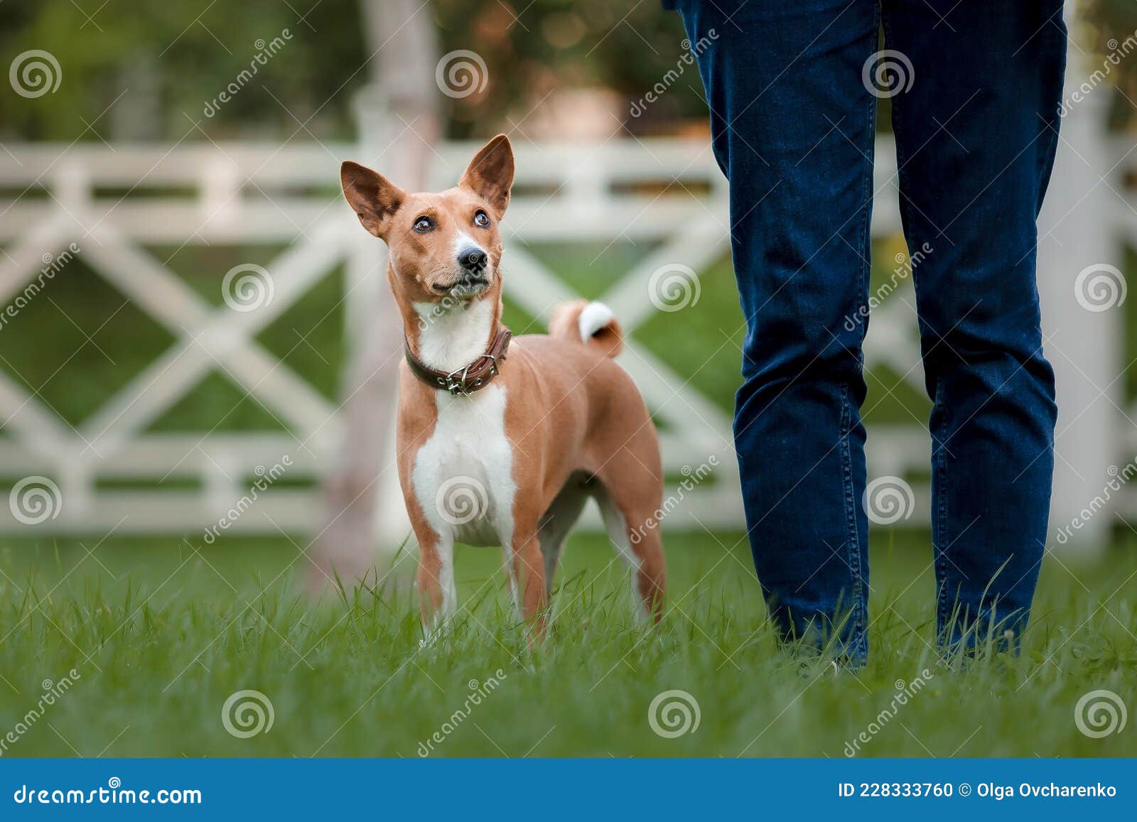 Happy Dog with Owner on a Walk Stock Photo - Image of command, grass ...