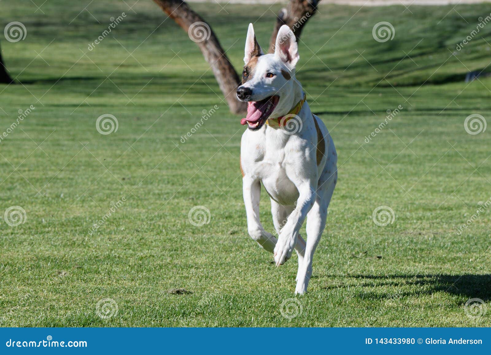 Happy Dog Running in the Grass Stock Photo - Image of outddors, arizona ...