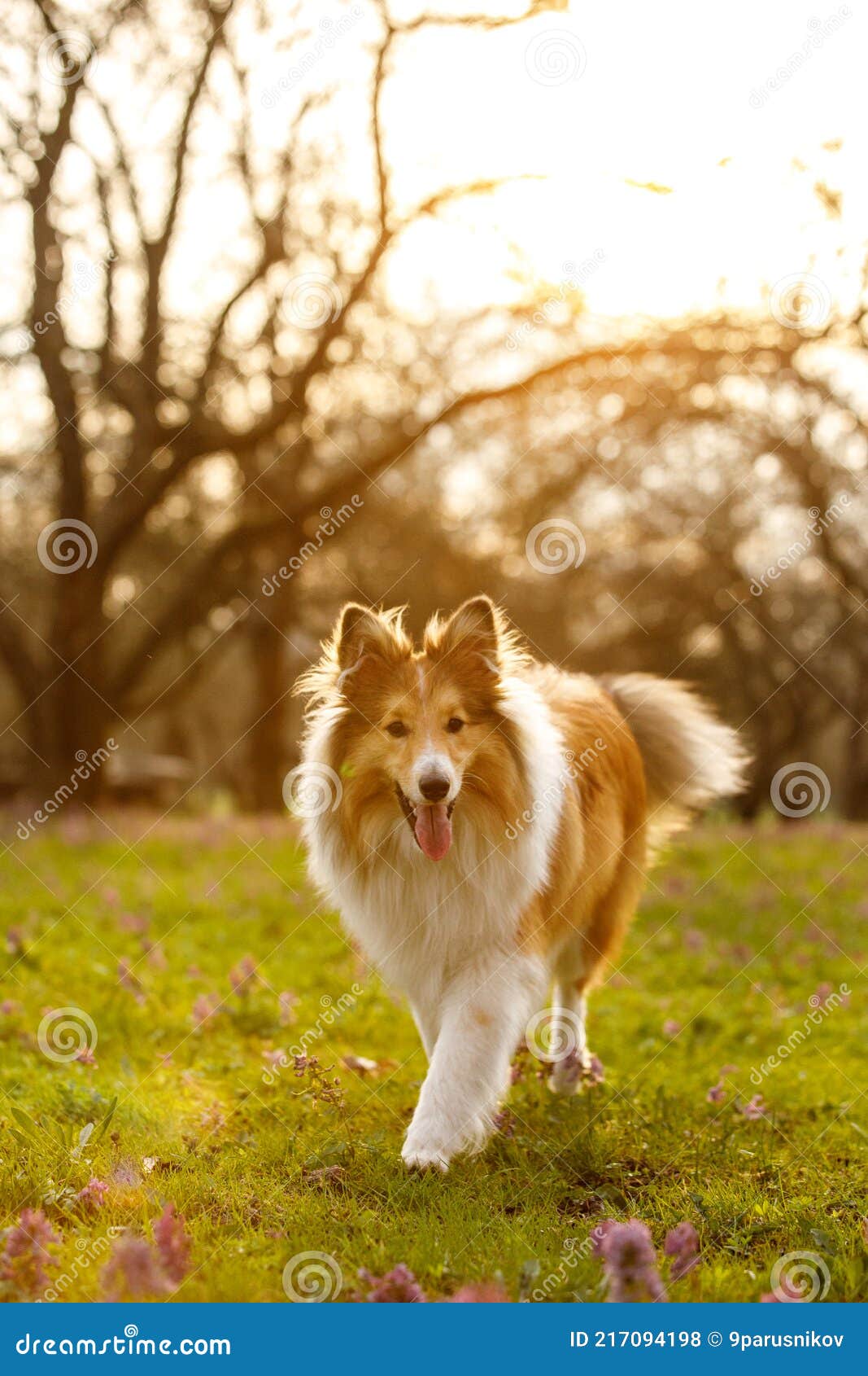 Happy Dog in a Park. Sheltie during Sunset in Grass. Stock Photo ...