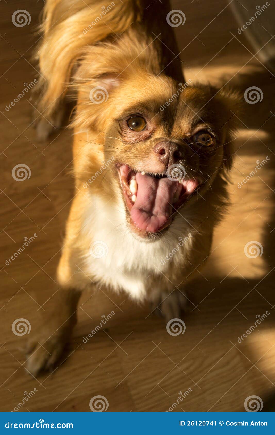 Happy Dog Pines for Master stock image. Image of feed - 26120741