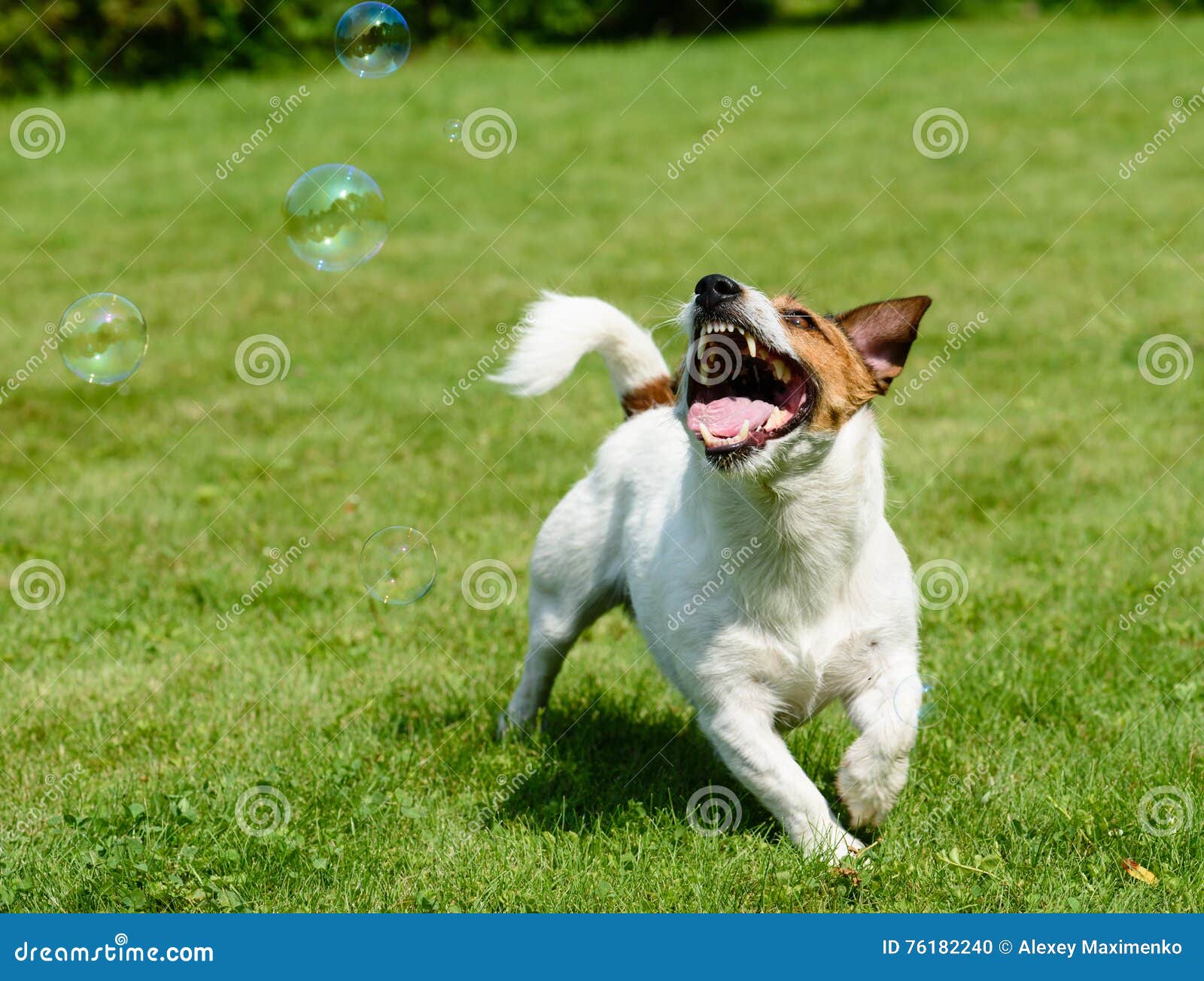 Happy Dog Playing and Catching Soap Bubbles Stock Photo - Image of soap ...