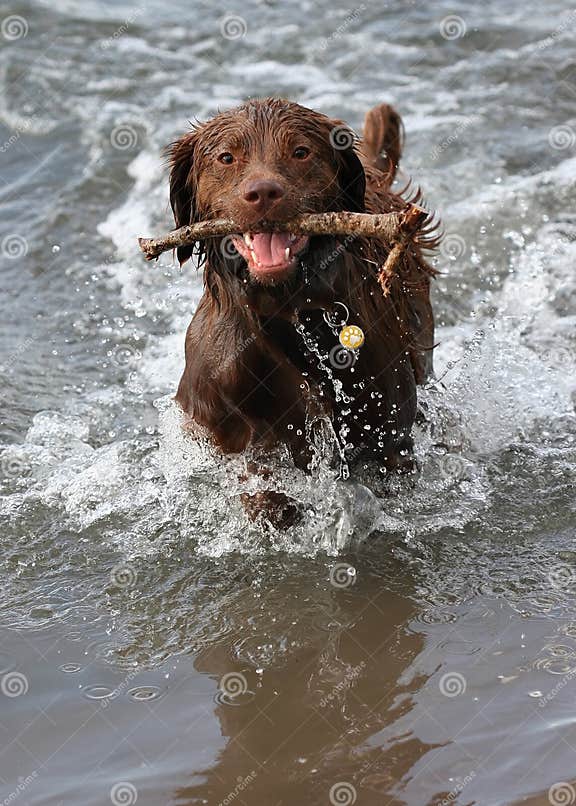 Happy Dog Playing Fetch stock image. Image of companion - 6071201