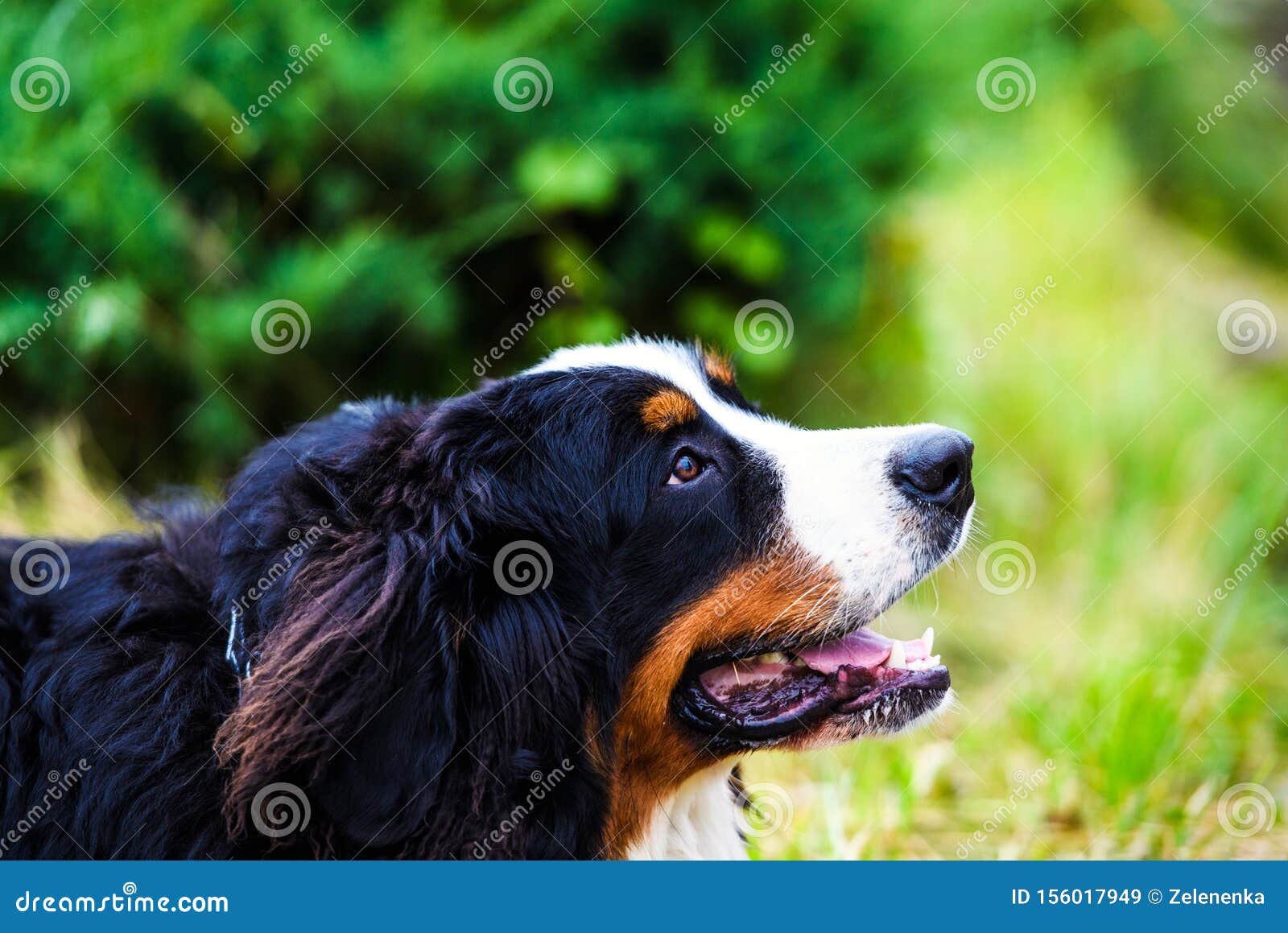 Happy Dog Playing Outside Smiles Stock Image - Image of outdoors, face ...